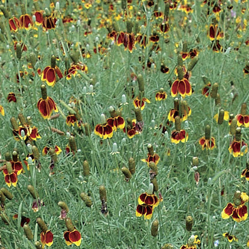 Ratibida - Fine Gardening