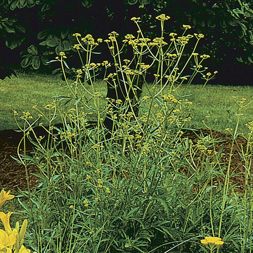 Patrinia - Fine Gardening