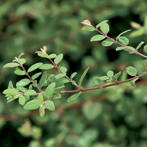 Symphoricarpos - Fine Gardening