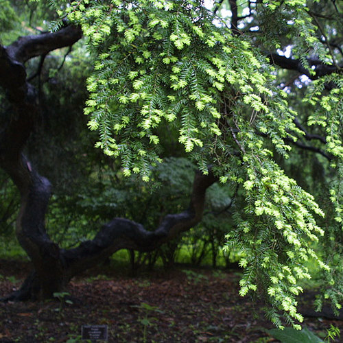 Tsuga - Fine Gardening