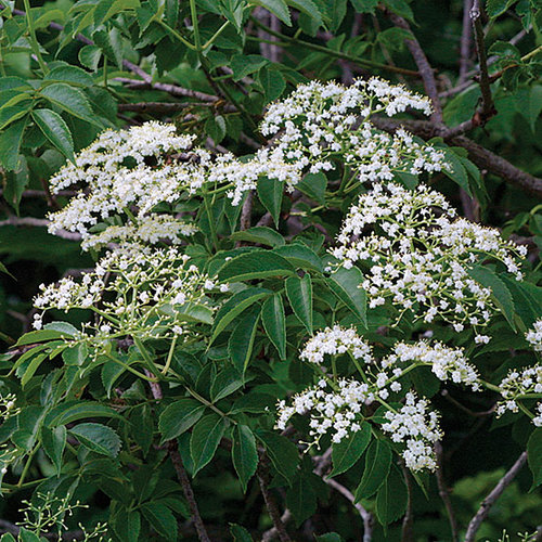 Sambucus - Fine Gardening