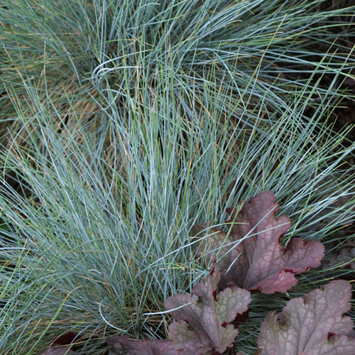 Festuca - Fine Gardening