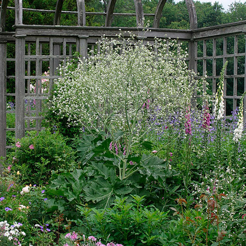 Crambe - Fine Gardening