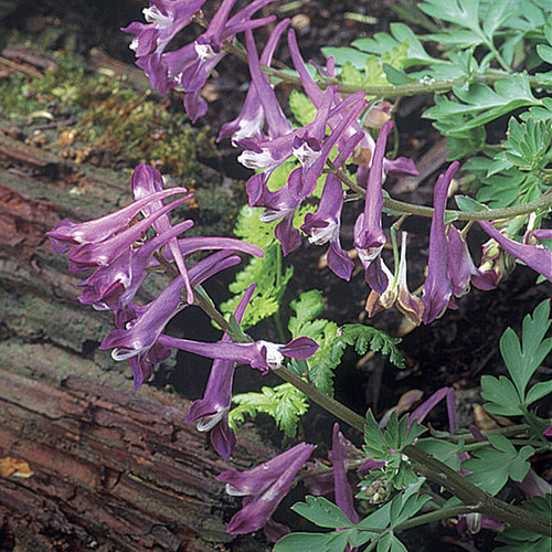 Corydalis - Fine Gardening