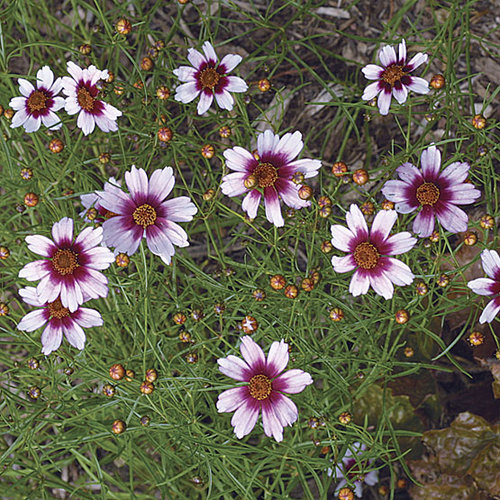 Coreopsis - Fine Gardening