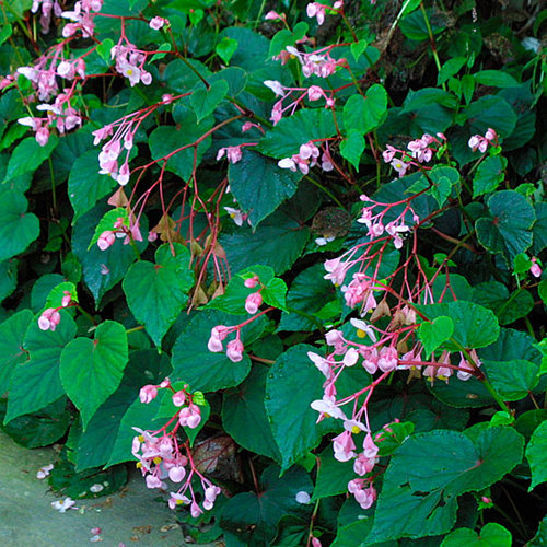 Belamcanda - Fine Gardening