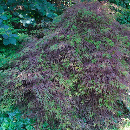 Acer - Fine Gardening