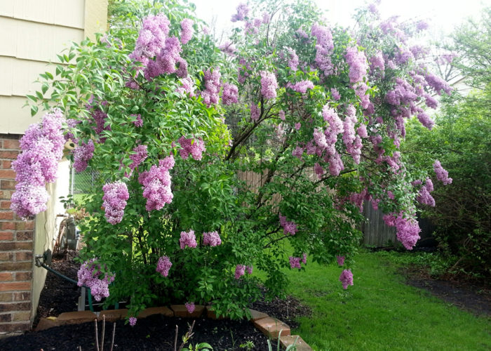 Firescaping: Plants That Help Protect Your Property From Fire - Fine ...