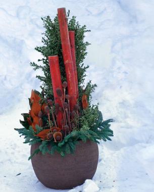 It's Never Too Cold for Containers - Fine Gardening