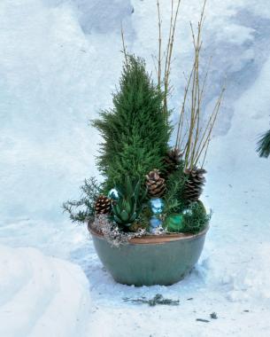 It's Never Too Cold for Containers - Fine Gardening
