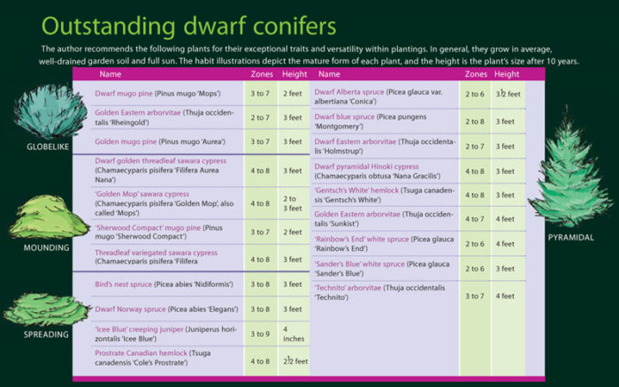 Designing with Dwarf Conifers - Fine Gardening
