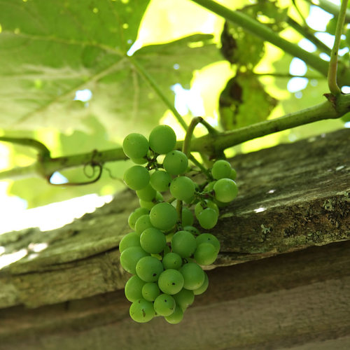 Purple Black Rot On Grapes