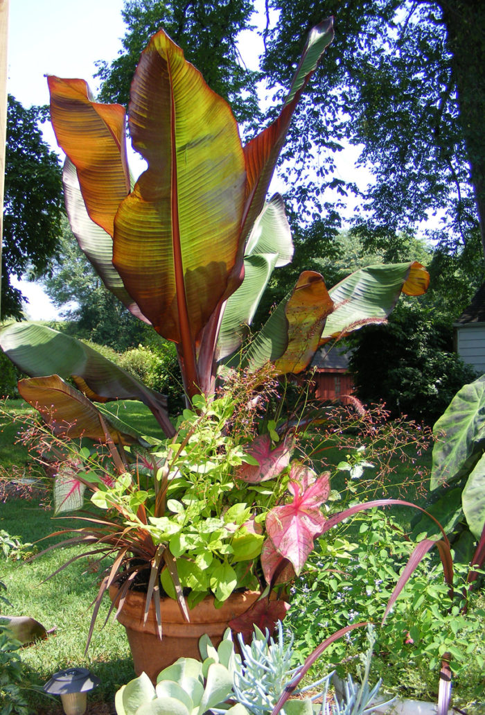 A Variety of Interesting Plants Give These Pots an Extra Punch - Fine ...