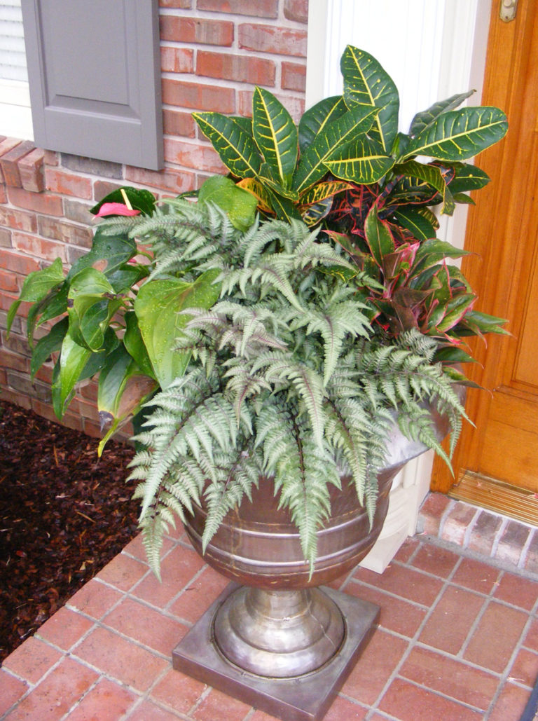 A Variety of Interesting Plants Give These Pots an Extra Punch - Fine ...