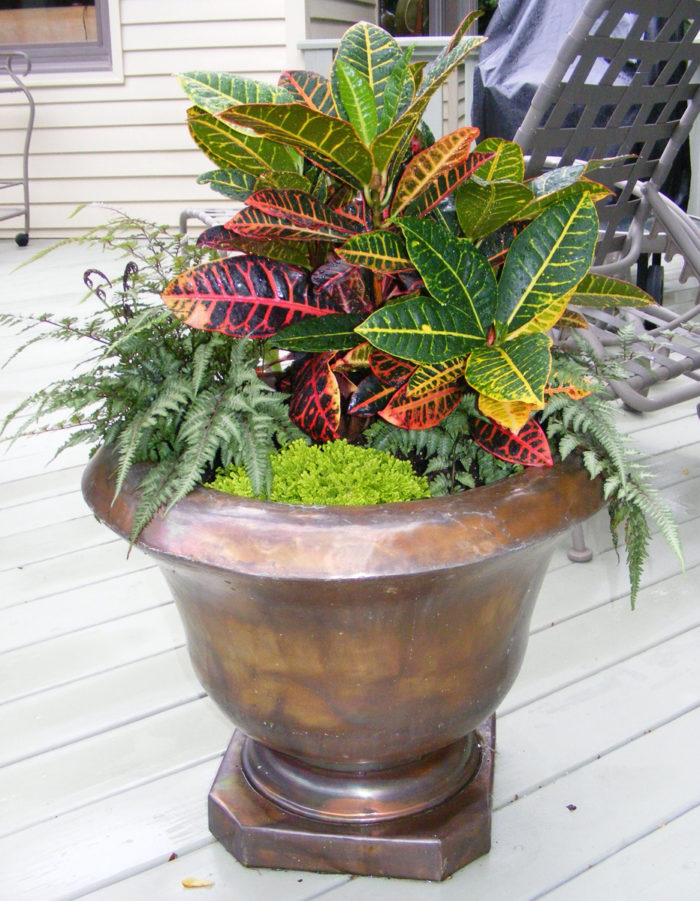 A Variety of Interesting Plants Give These Pots an Extra Punch - Fine ...