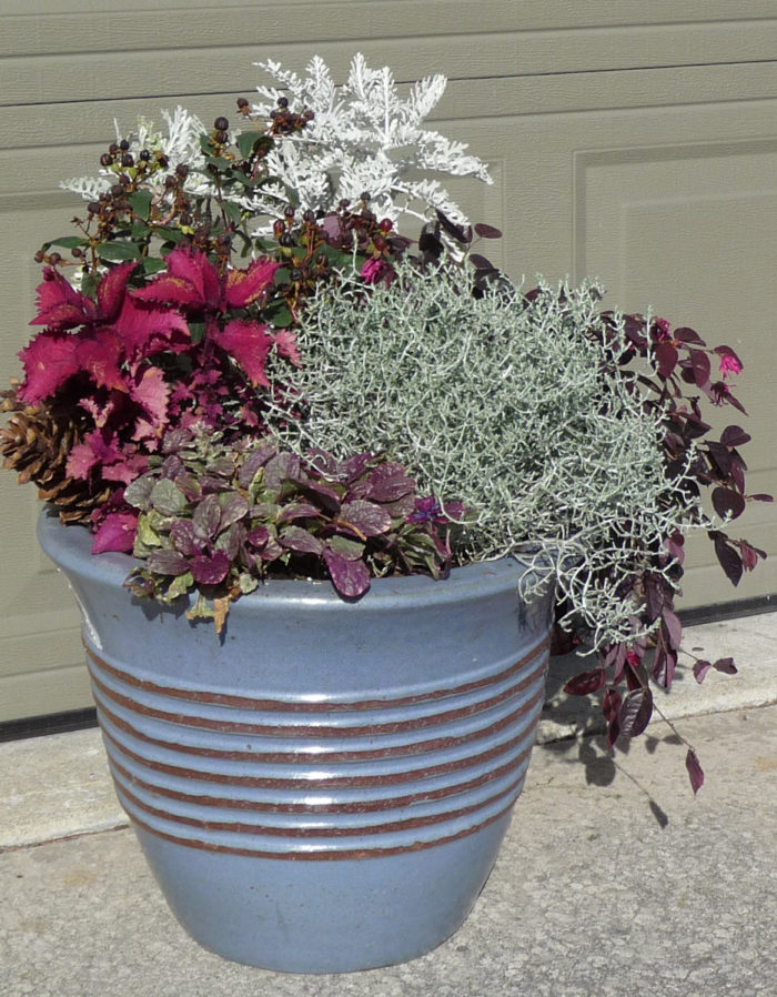 Cherry’s Colorful Containers - Fine Gardening