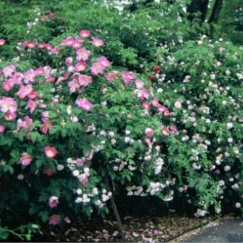 Do Own Root Roses Make Better Plants In Your Garden - Fine Gardening
