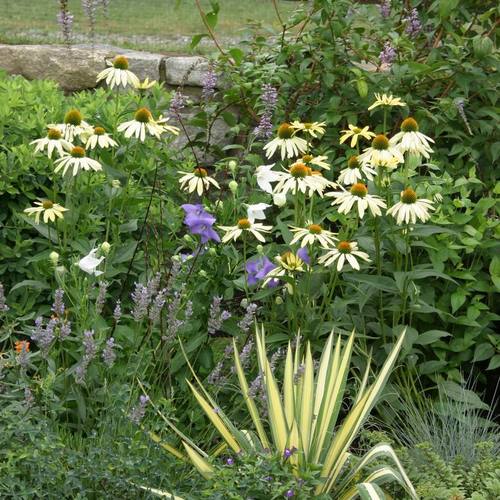 Garden Photo of the Day- Page 317 of 349 - Garden Inspiration From ...