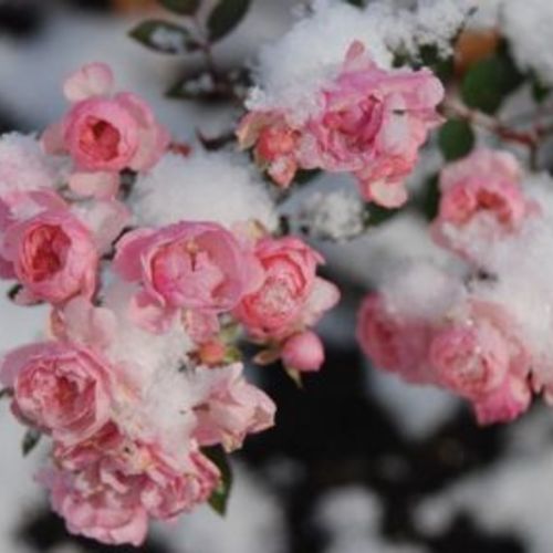 Garden Photo of the Day- Page 319 of 348 - Garden Inspiration From ...