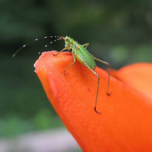 Baby Katydid