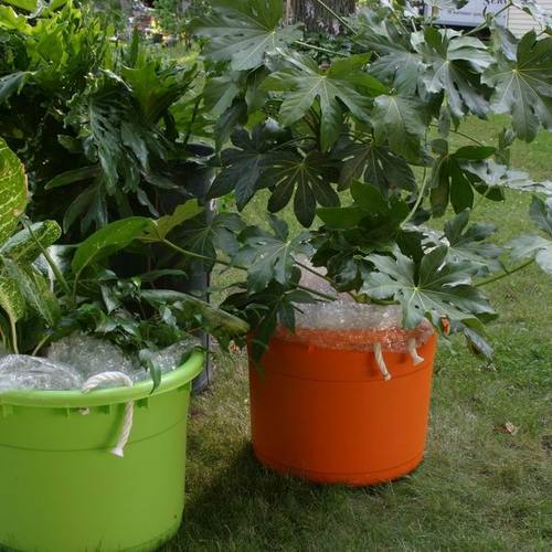 Container Plant Relocation - Fine Gardening