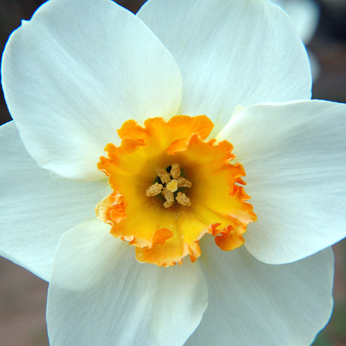 Narcissus Flower Greek Mythology