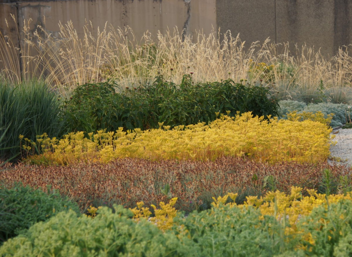 Heat Lovers - Fine Gardening