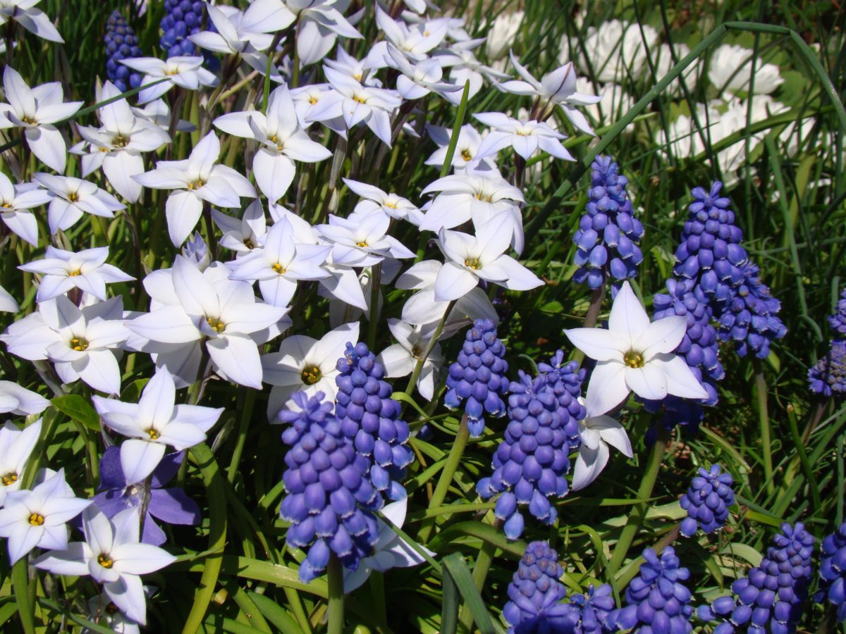 First Signs of Spring - Fine Gardening