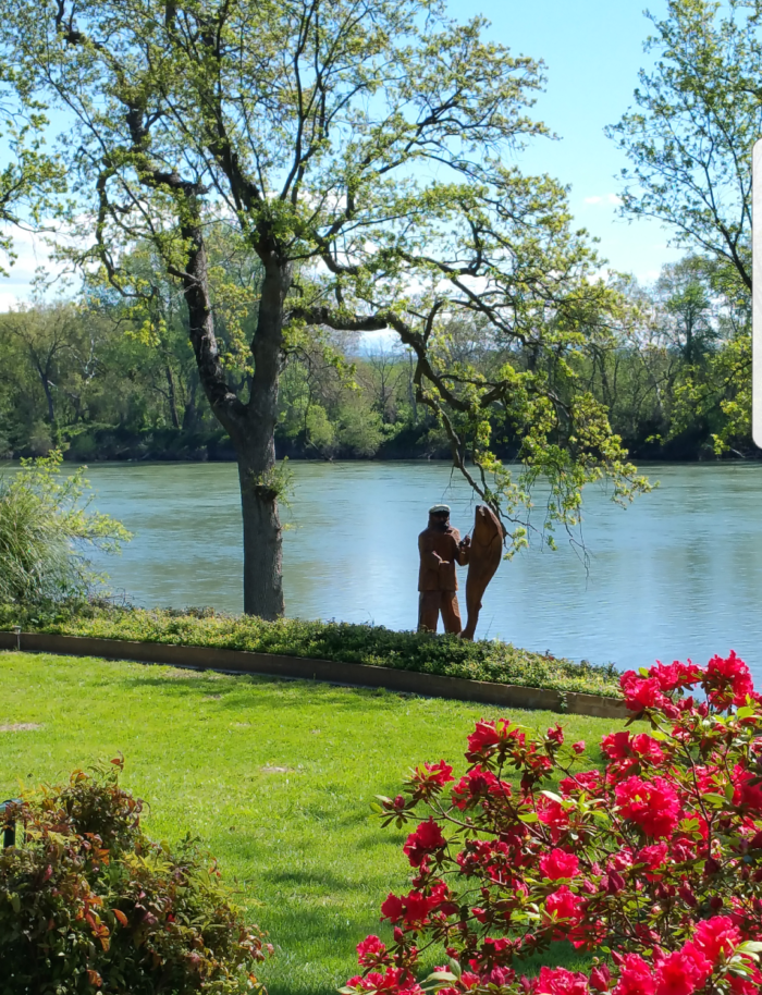 Honoring a Beloved Old Tree