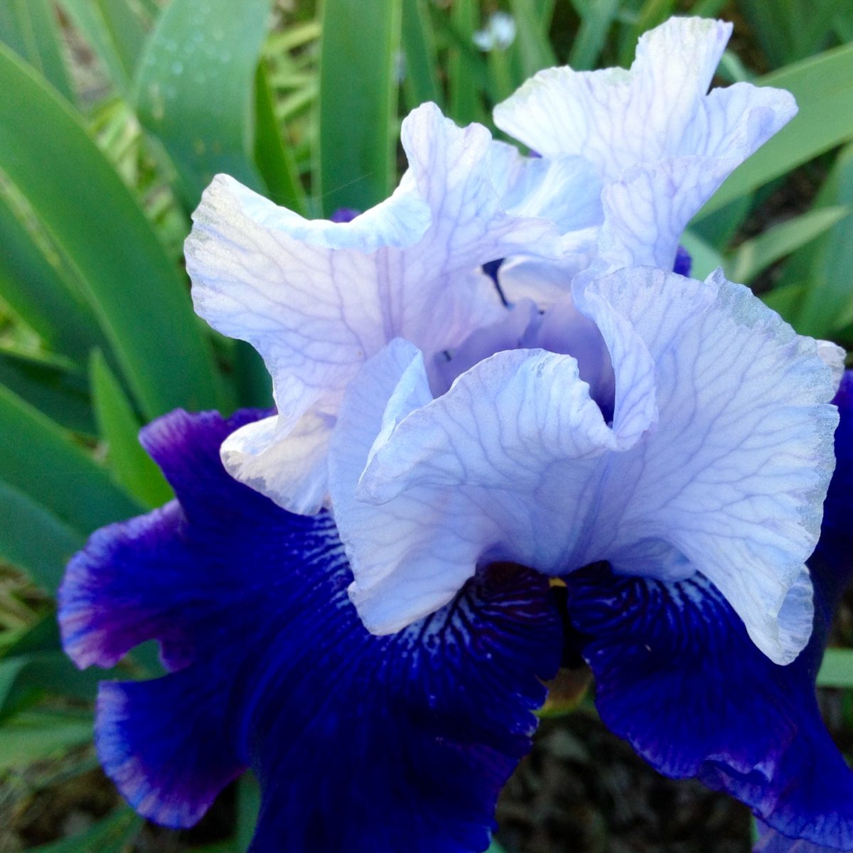 Guide to Beautiful Bearded Irises- Part 2