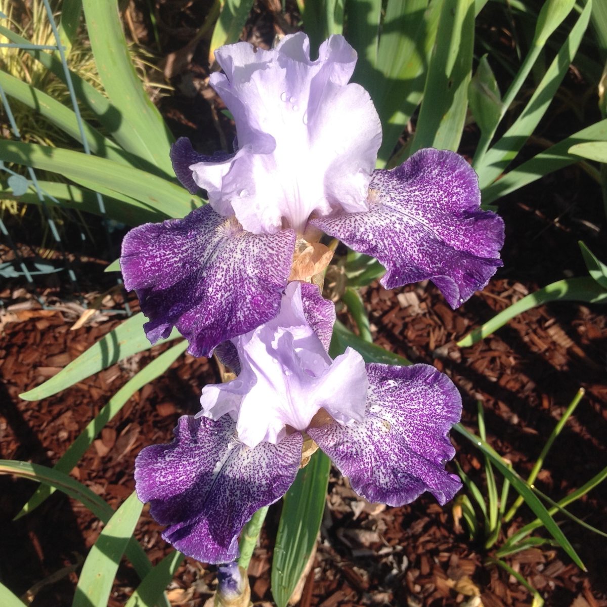 Guide to Beautiful Bearded Irises- Part 2