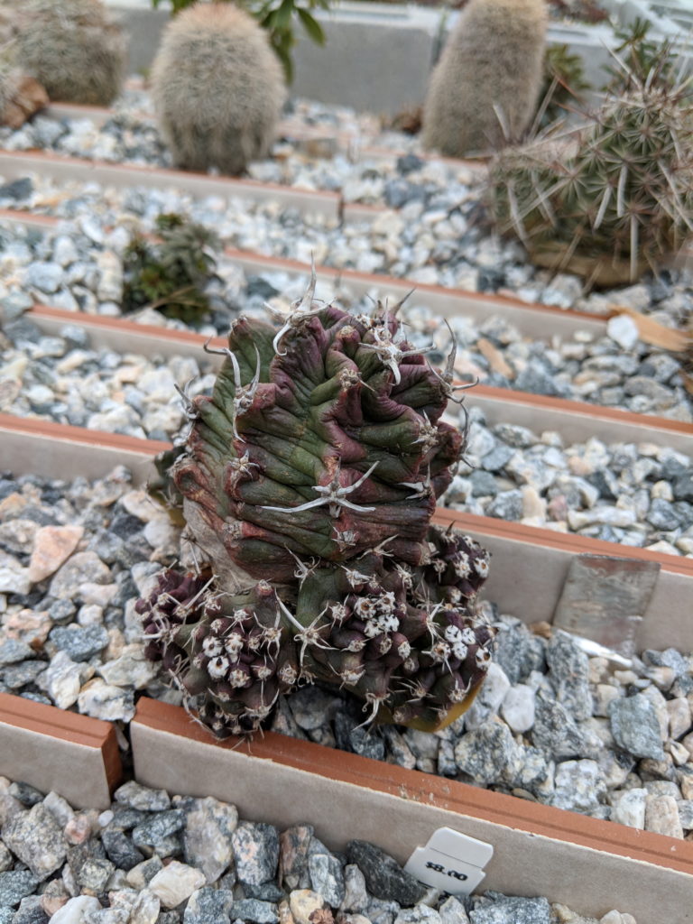 Cold Hardy Cactus - Fine Gardening