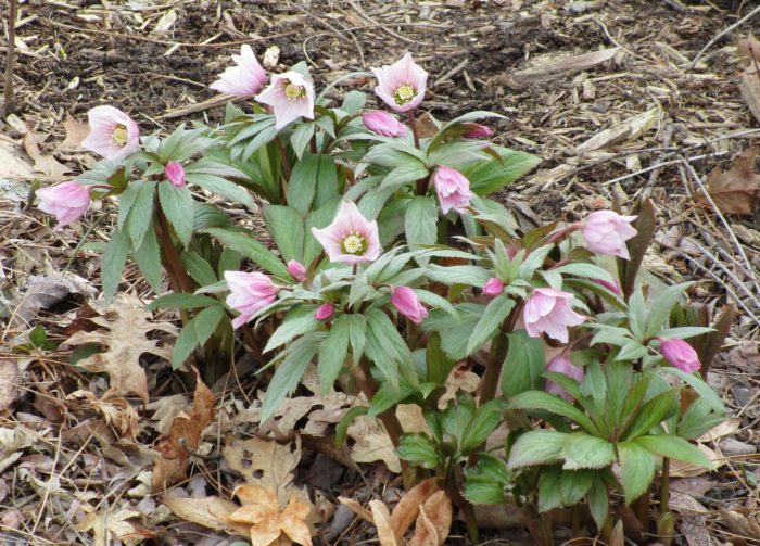 Rare Spring Flowers Part 2