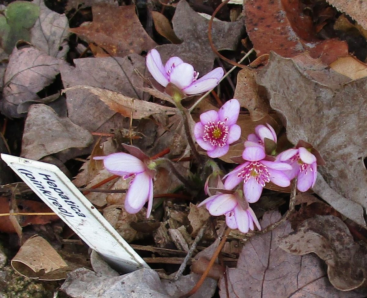 Rare Spring Flowers Part 2