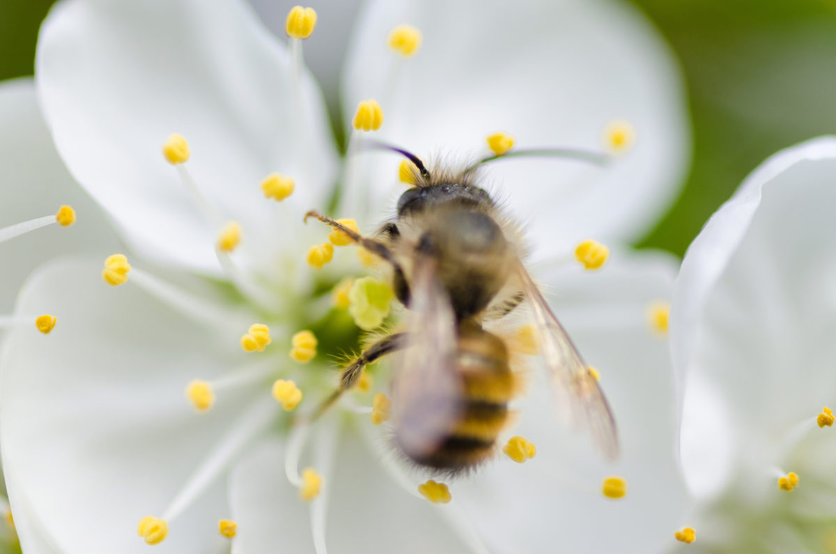 Pollination, or, The Sex Life of Flowers