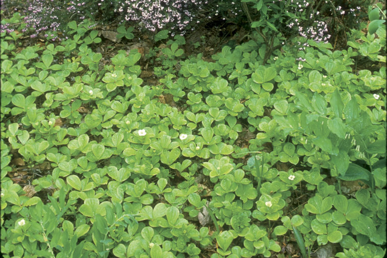 10 Ground Covers for Shade - Fine Gardening