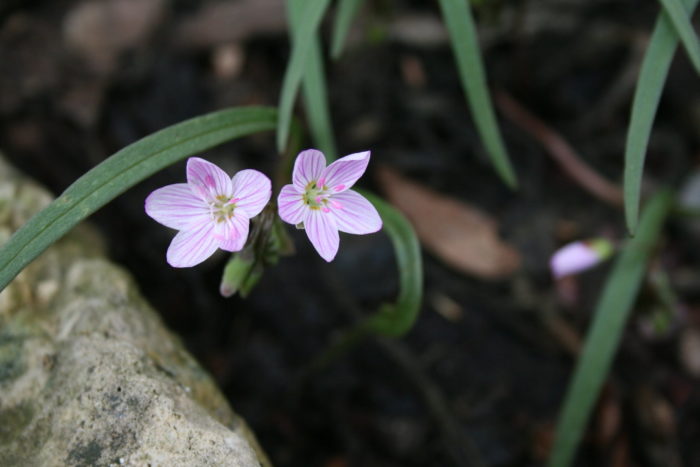 Rare Plants from an Iowa Collector Part 2