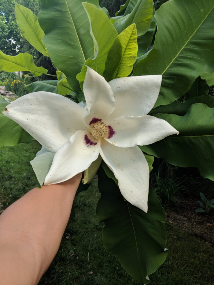 A Teaching Garden at Virginia Tech - FineGardening