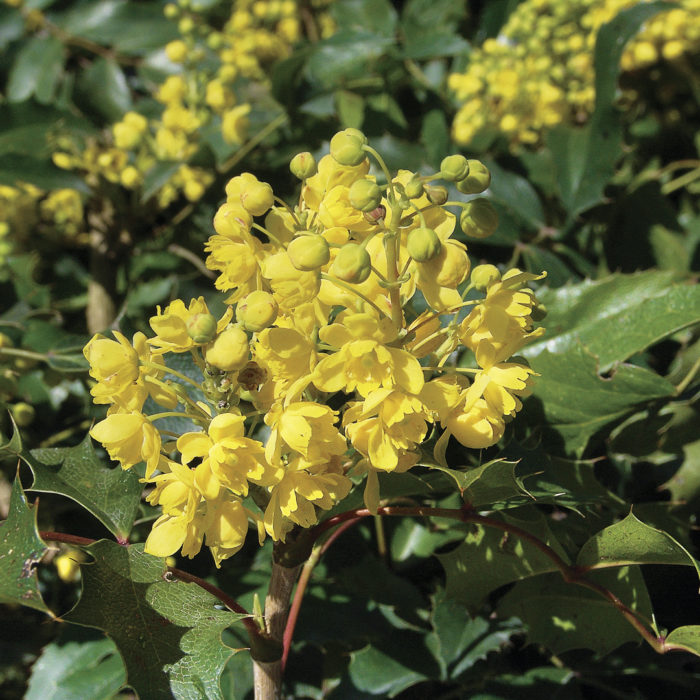 10 Water-Wise Plants - Fine Gardening