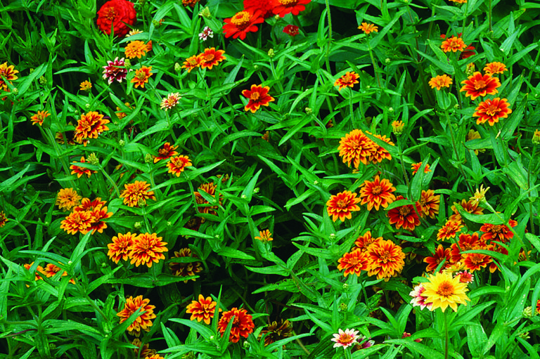 Bold and Beautiful Zinnias - FineGardening