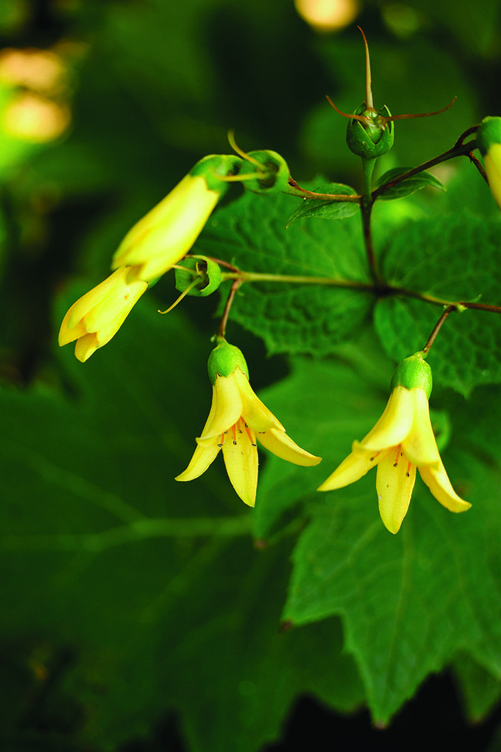 Summer Stars That Beat the Heat - Fine Gardening