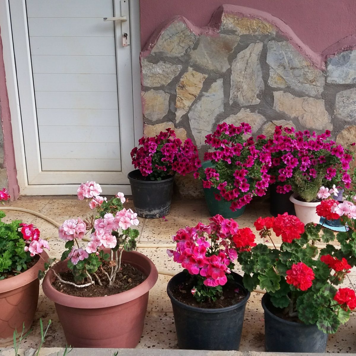 Turkish Delight - Fine Gardening