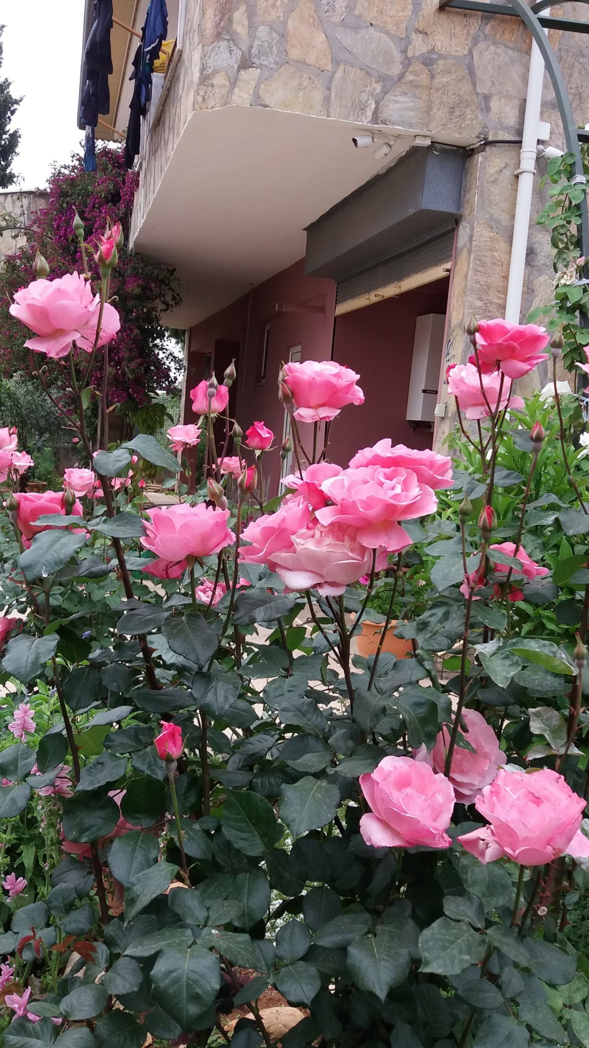 Turkish Delight - Fine Gardening