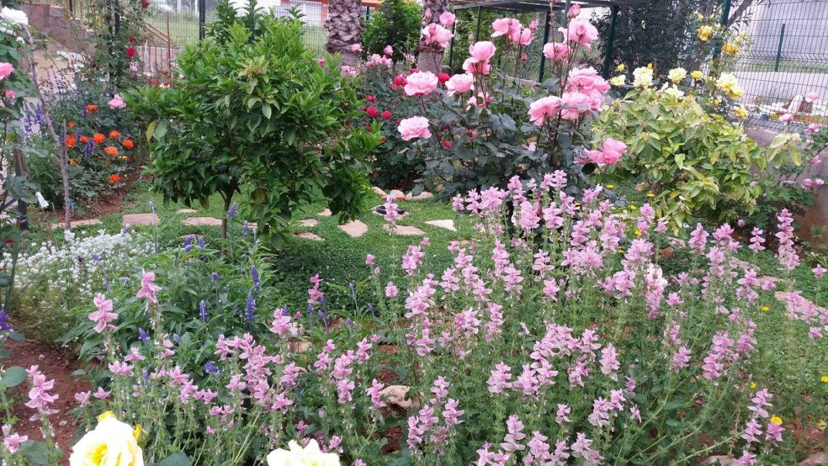 Turkish Delight - Fine Gardening