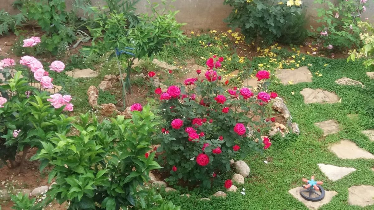 Turkish Delight - Fine Gardening