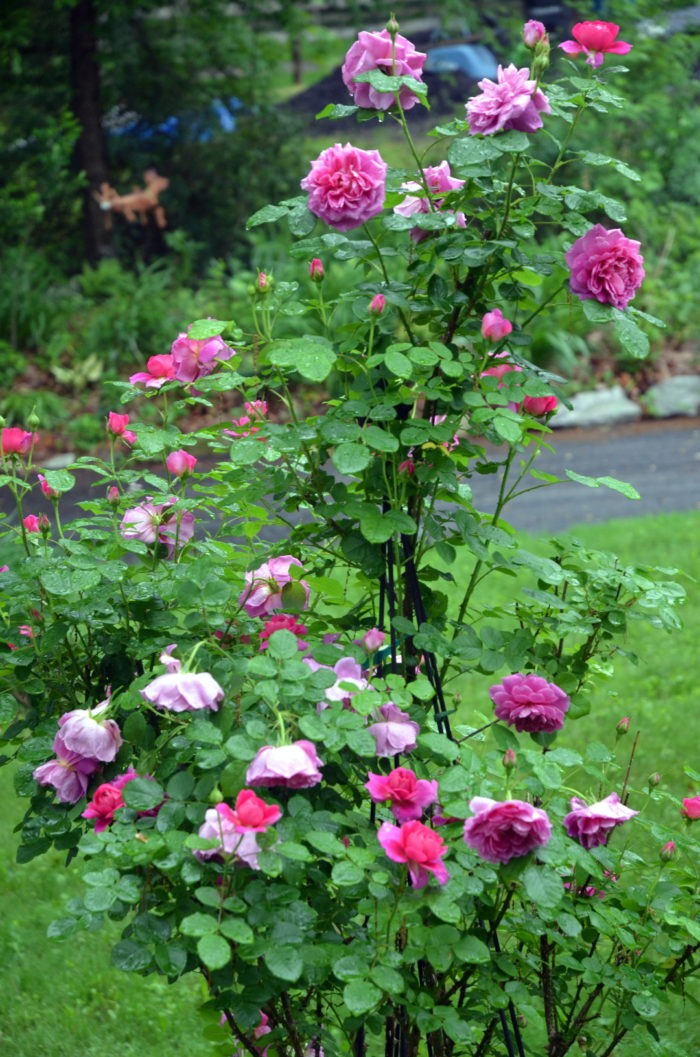 Welcome Back - Fine Gardening