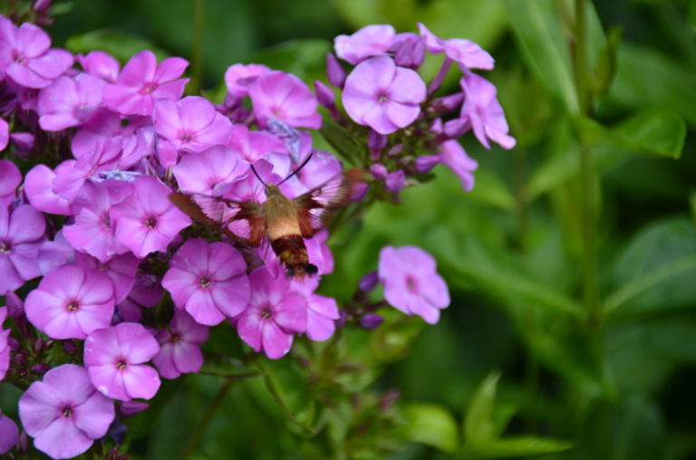 Carefully Chosen Colors Bring a Garden Together - Fine Gardening