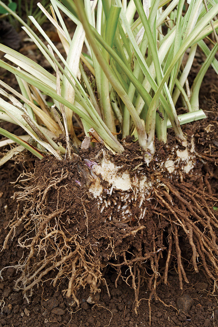 The Science Behind Plant Division - Fine Gardening