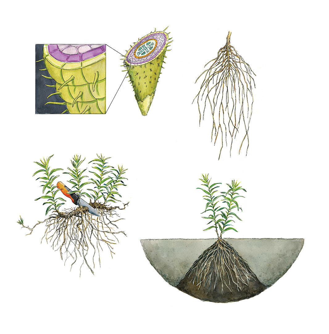 The Science Behind Plant Division - Fine Gardening