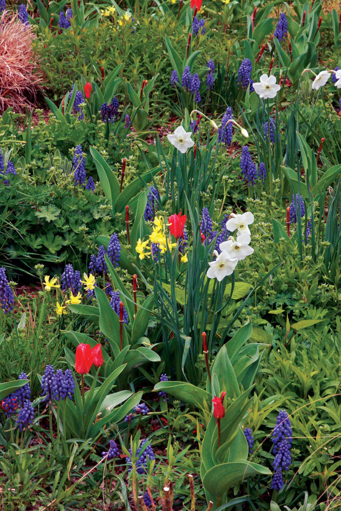 12 Spring Bulb Designs to Plant Now